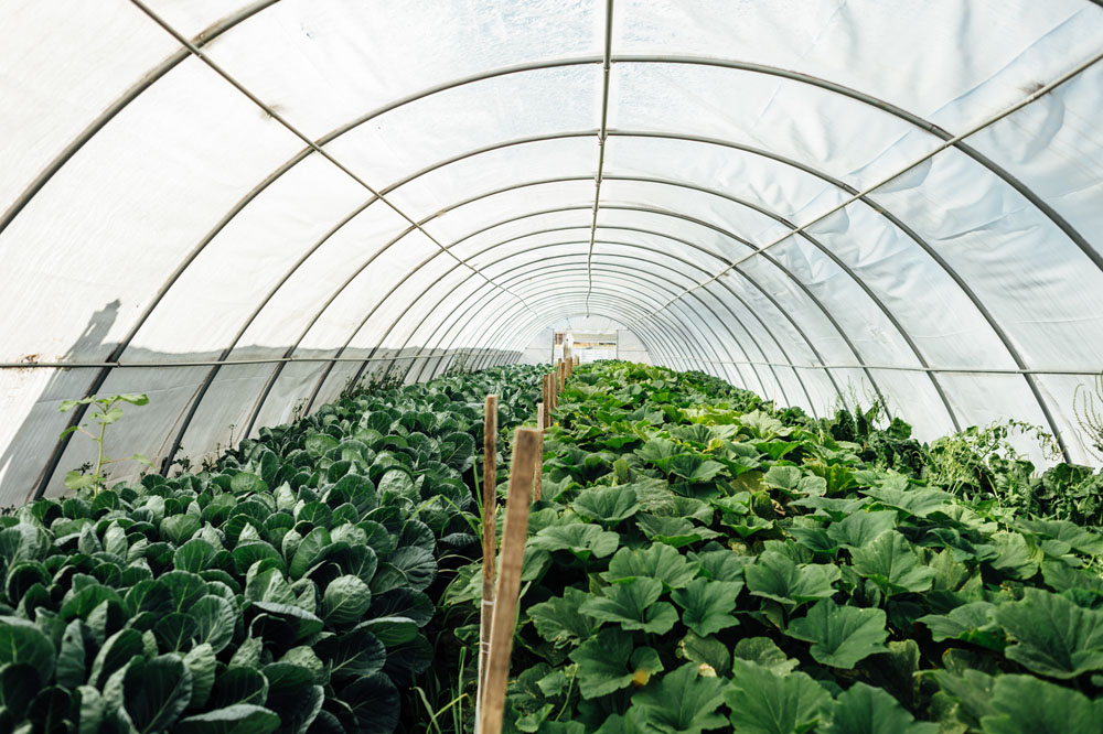 Petersen Family Farm